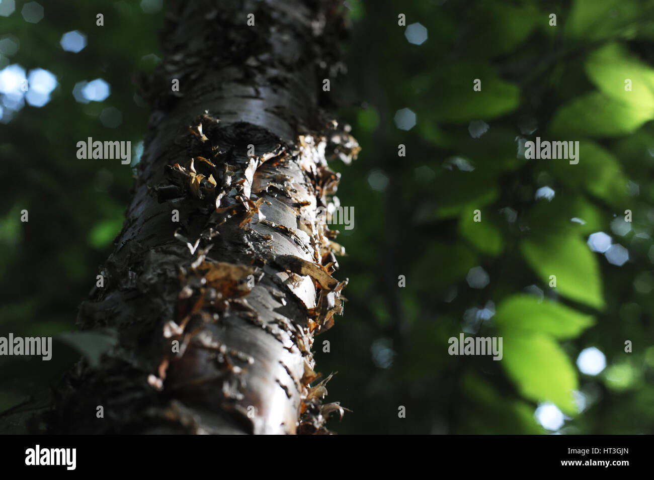 Peeling Bark of a Yellow Birch Tree. It's Foliage Is Visible in the ...