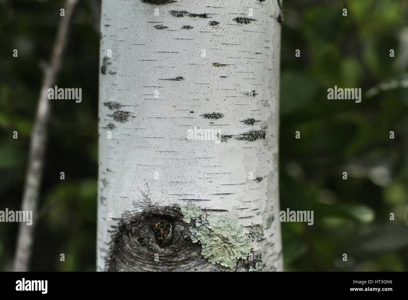 Lenticals and Scars on Gray Birch Stock Photo - Alamy