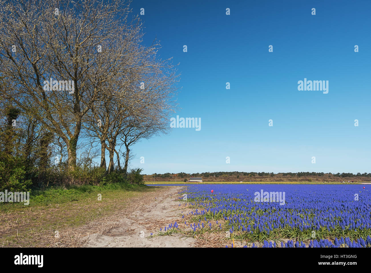 Blue Muscari field in the province of North Holland, Netherlands Stock ...