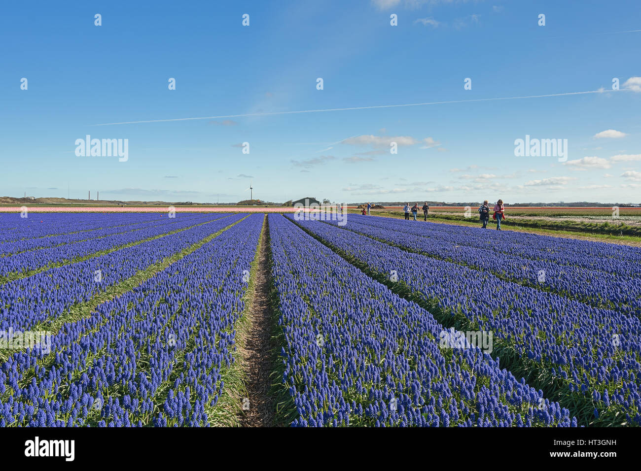 Zijpe, Netherlands - May 1, 2016: Blue Muscari field in the province of ...
