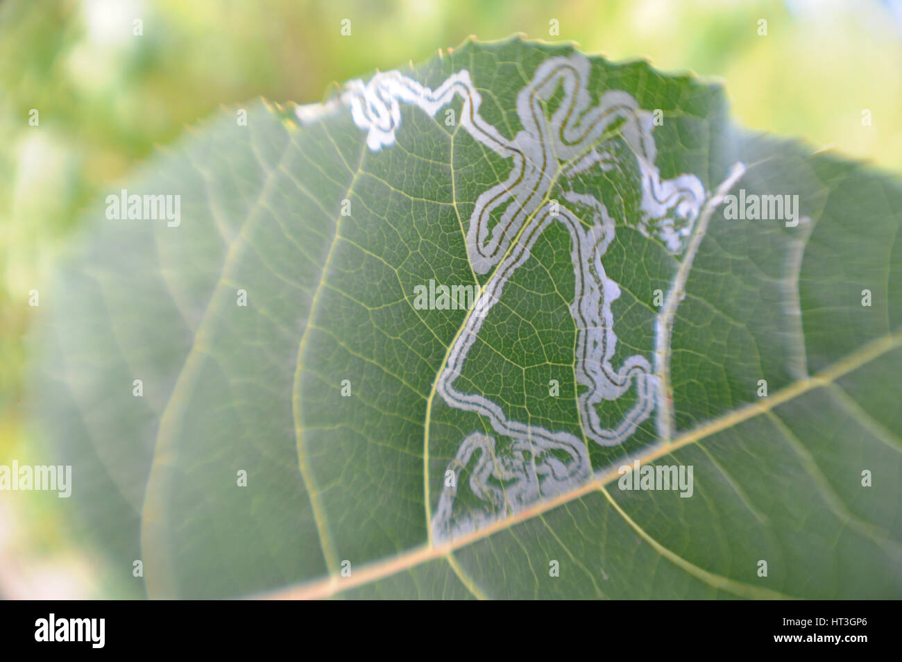 Leaf Miner Leaves Line Art in Leave Stock Photo - Alamy