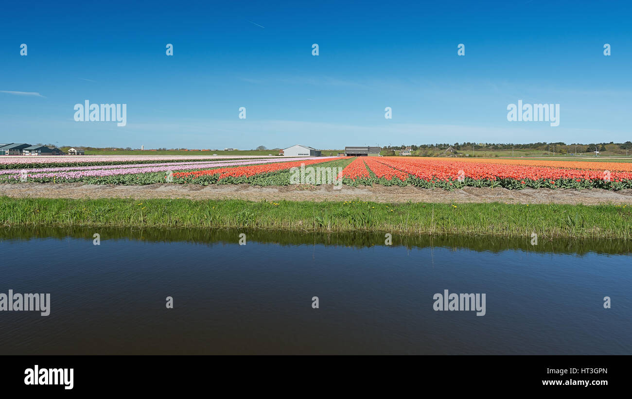 Colored field of flower bulbs in the province of North Holland ...