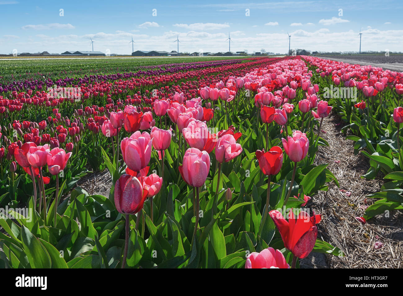 Colored field of flower bulbs in the province of North Holland ...
