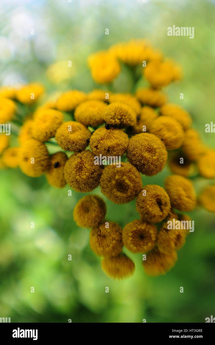 Tansy close hi-res stock photography and images - Alamy
