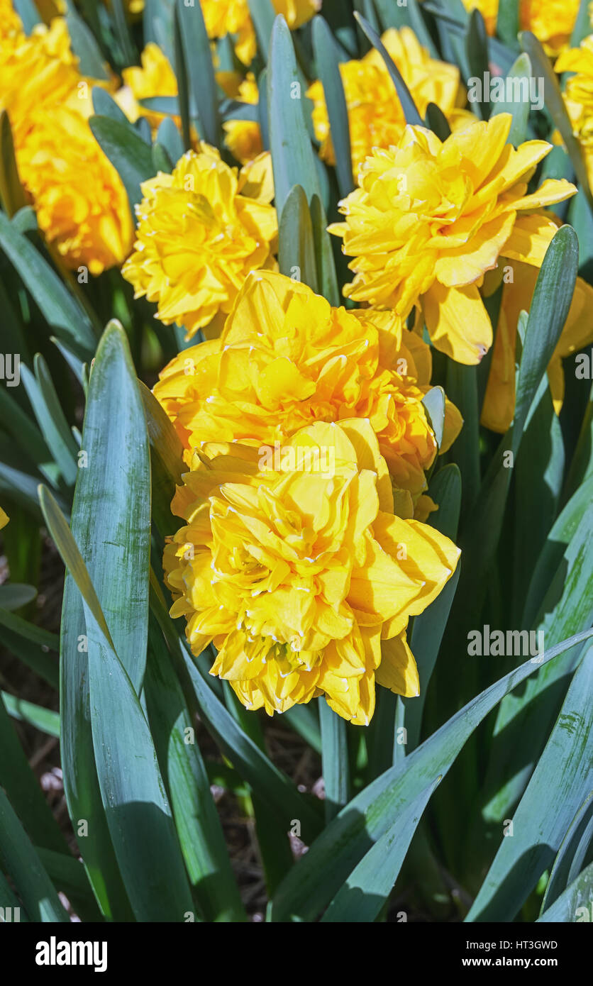 Flowering yellow daffodils in a field close-up Stock Photo - Alamy