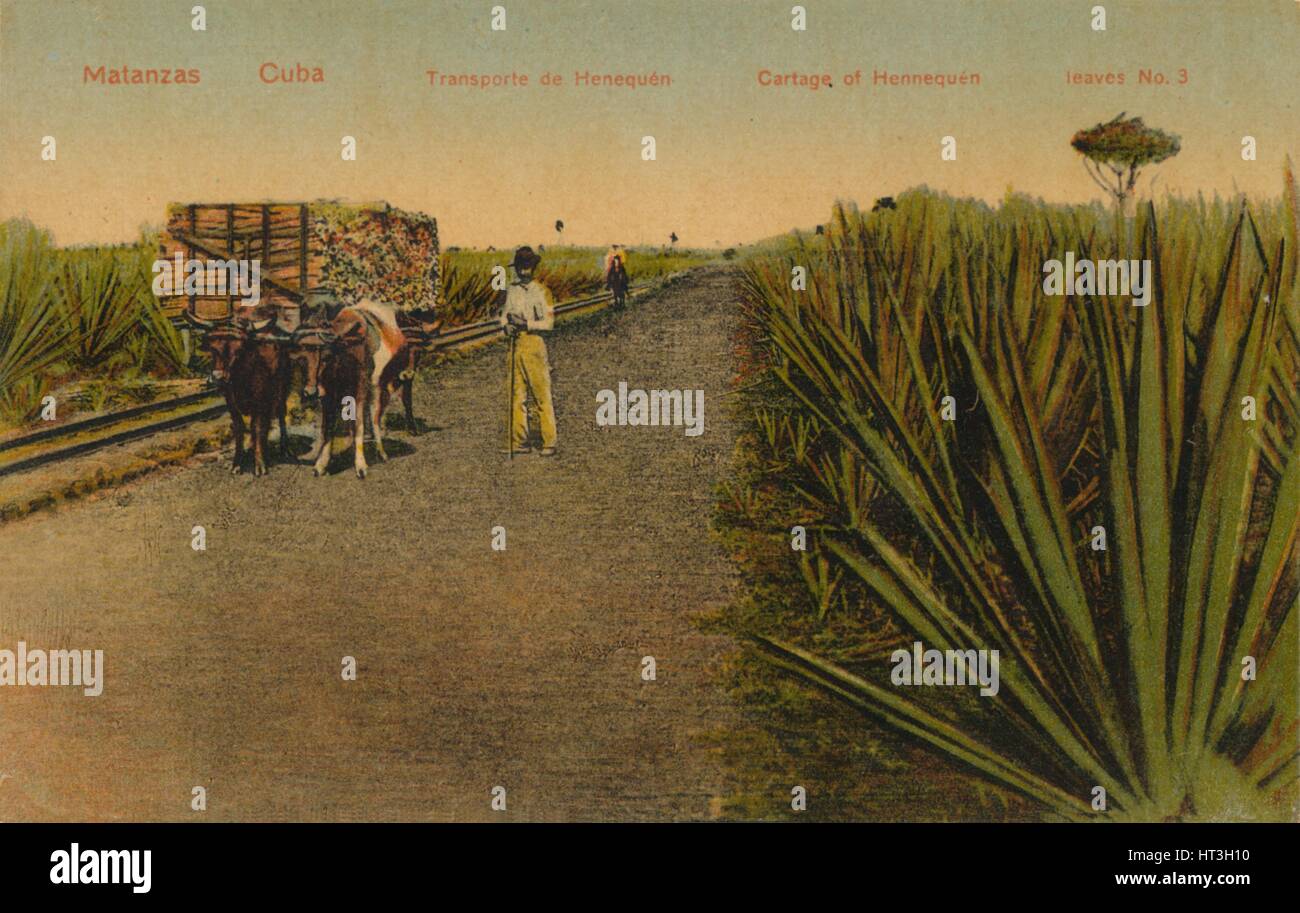 Henequen hi-res stock photography and images - Alamy