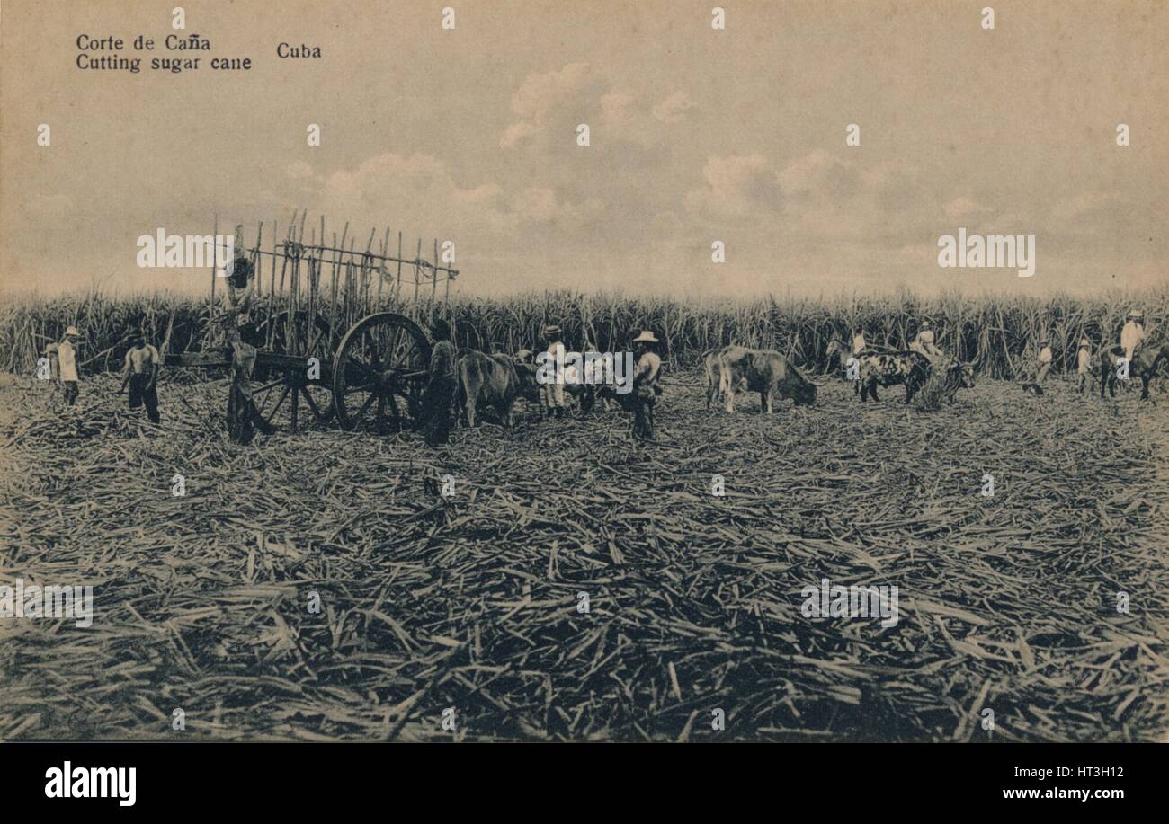 'Corte de Cana - Cutting sugar cane - Cuba', c1910. Artist: Unknown ...