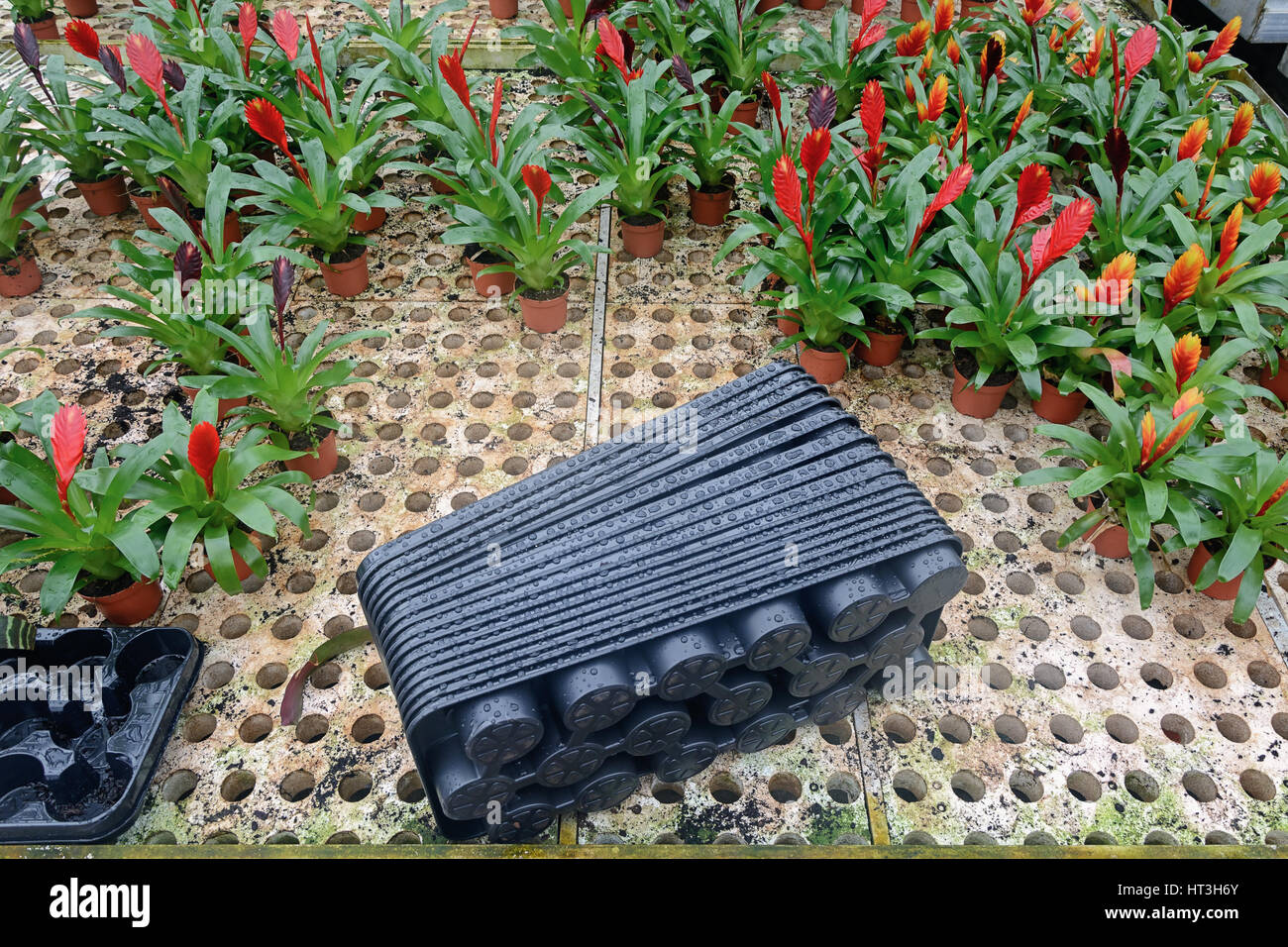 Boxes for the transport of young plants Stock Photo - Alamy