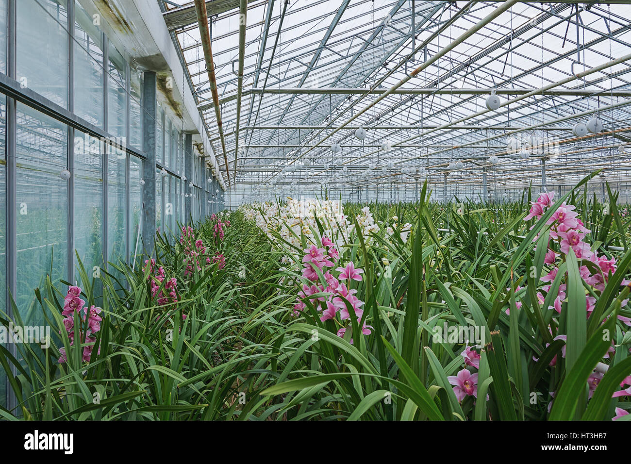 The plantation of orchids in a greenhouse Stock Photo - Alamy