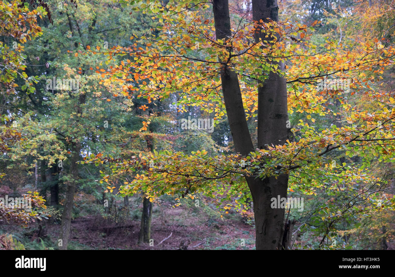 Autumn in Cartmel woods Stock Photo - Alamy