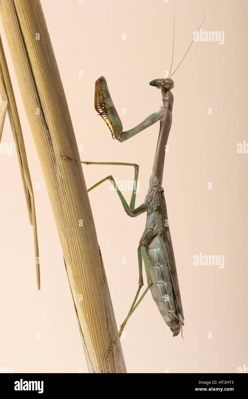 Mega Mantis (Plistospilota guineensis Stock Photo - Alamy