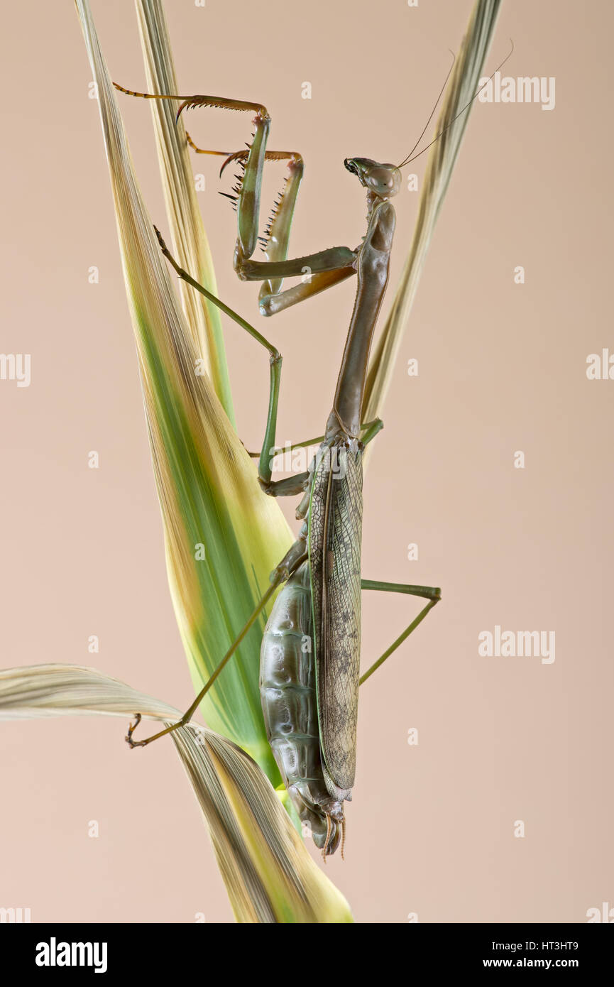 Mega mantis plistospilota guineensis hi-res stock photography and ...