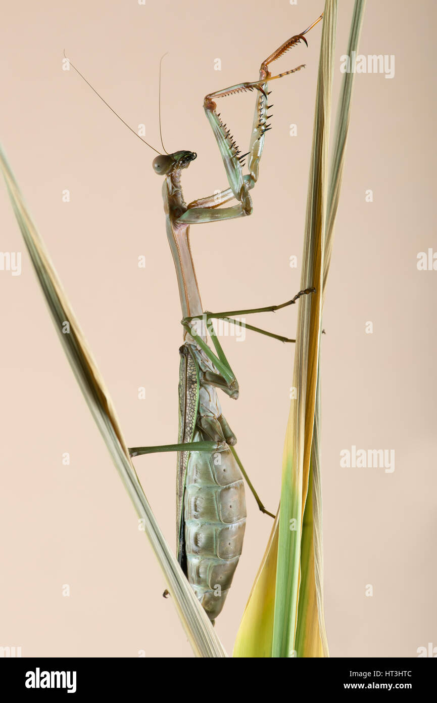 Mega Mantis (Plistospilota guineensis Stock Photo - Alamy