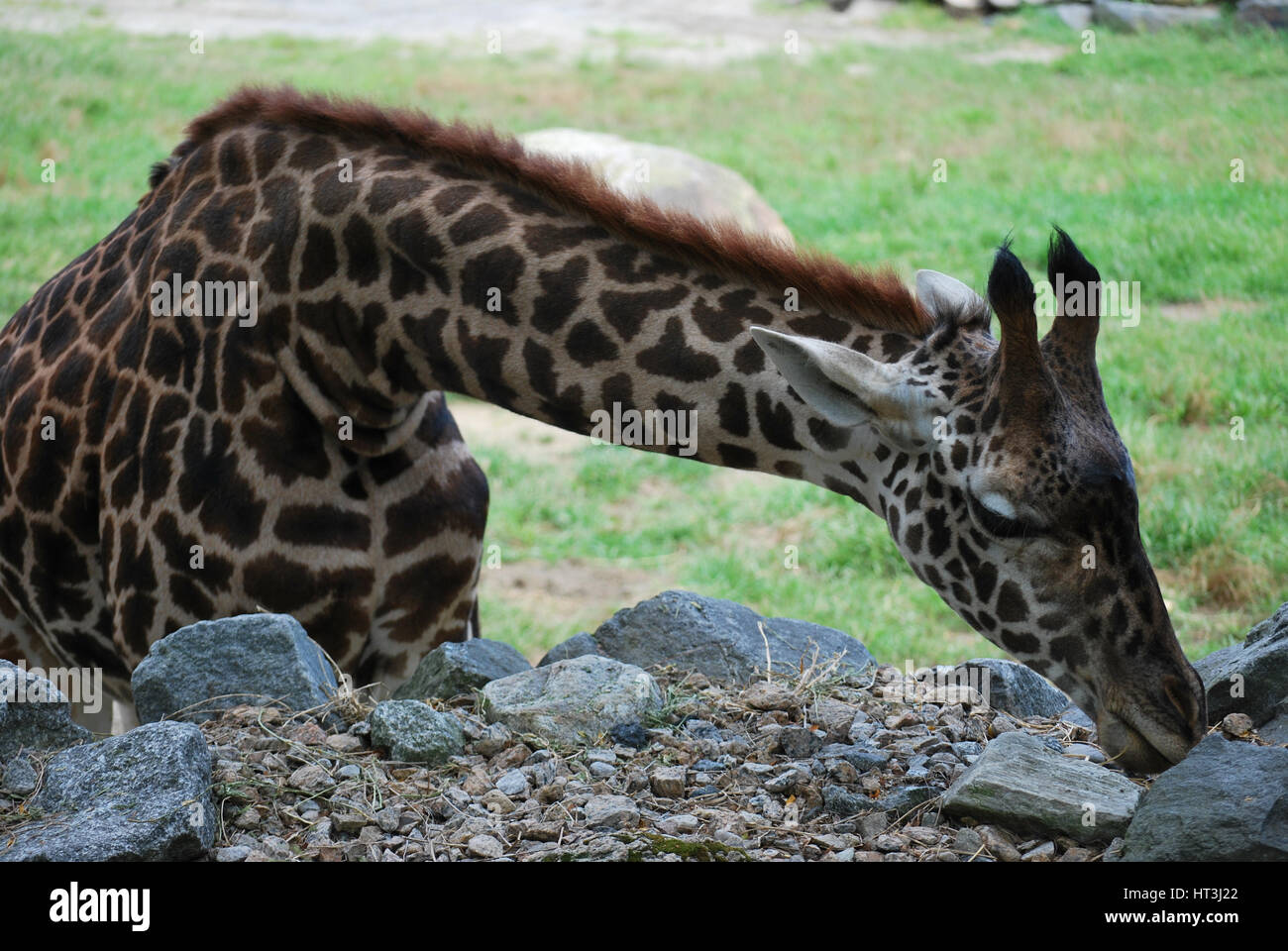 Giraffe at Roger Williams Park Zoo - USA Stock Photo - Alamy