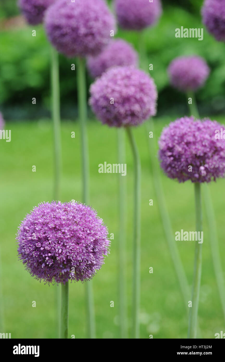 Purple puff flower hi-res stock photography and images - Alamy