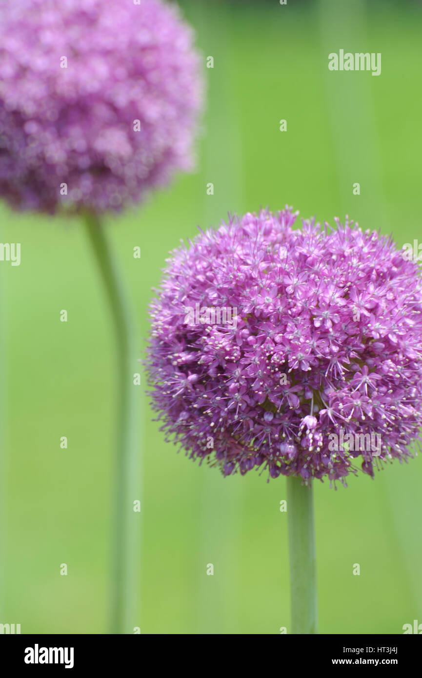 Purple flower sphere hi-res stock photography and images - Alamy
