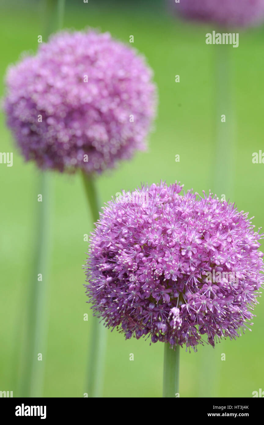 Purple puff flower hi-res stock photography and images - Alamy