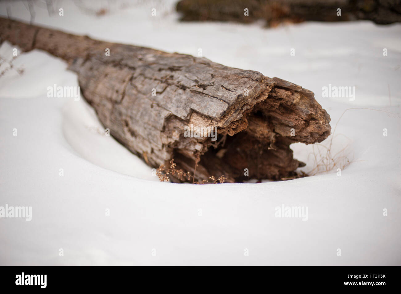 A Fallen Log Lays on the Snowy Ground Stock Photo - Alamy