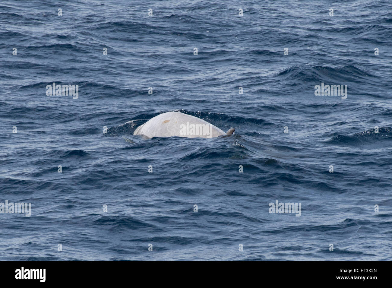 Cuvier's Beaked Whale High Resolution Stock Photography and Images - Alamy