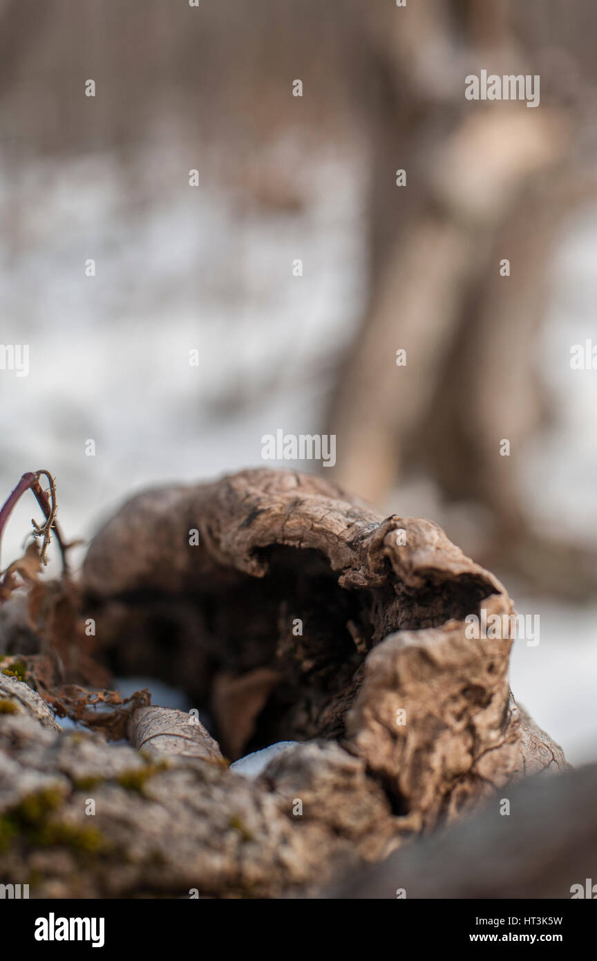 A Fallen Log Lays on the Snowy Ground Stock Photo - Alamy