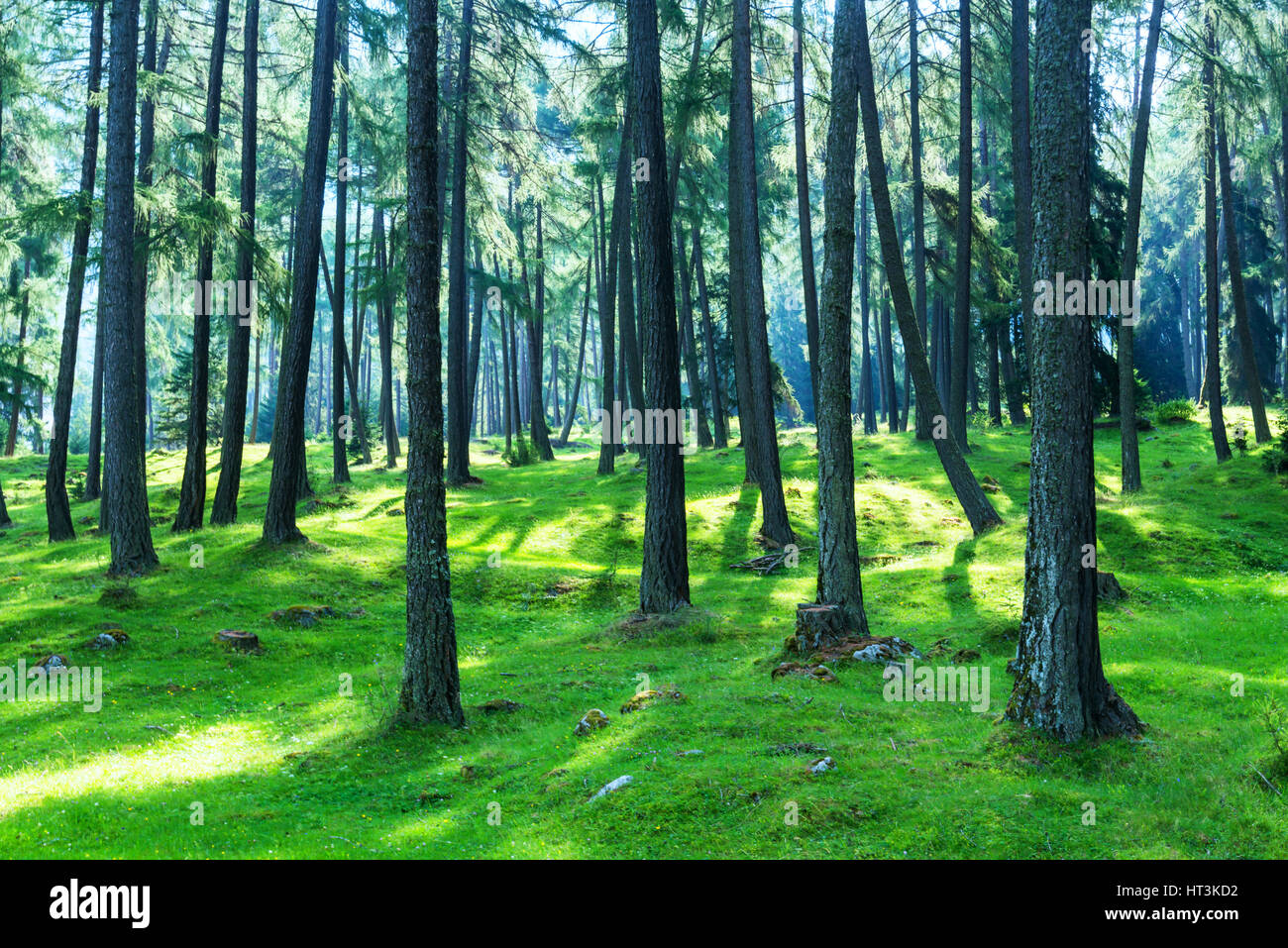 Fairy tale landscape forest hi-res stock photography and images - Alamy
