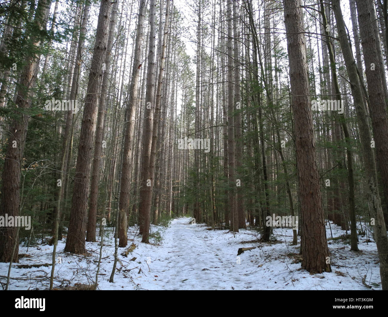 Tall Trees on a Hiking Trail Stock Photo - Alamy