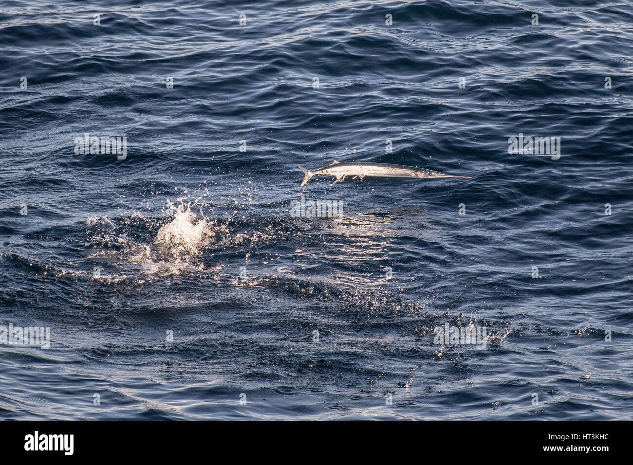Garfish or needlefish, jumping to avoid a chasing Striped dolphin, off ...
