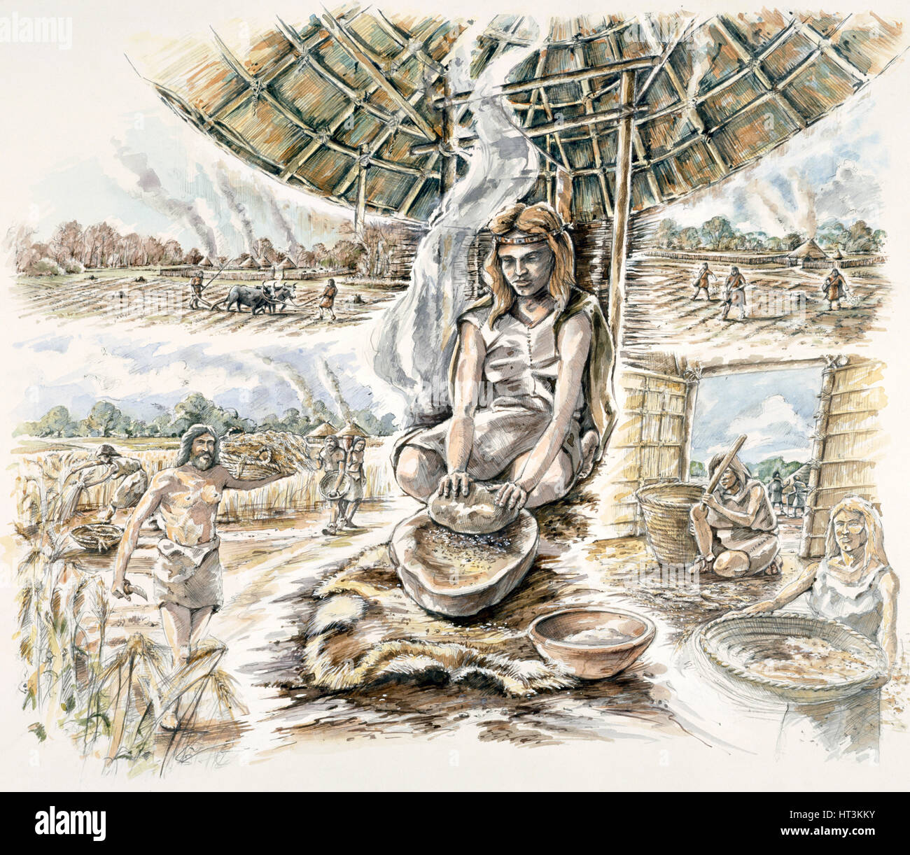 Neolithic Grain Production, (c1990-2010). Artist: Peter Dunn Stock ...