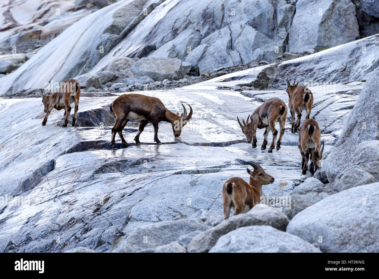 Wild mountain goats in Alps rock Stock Photo - Alamy