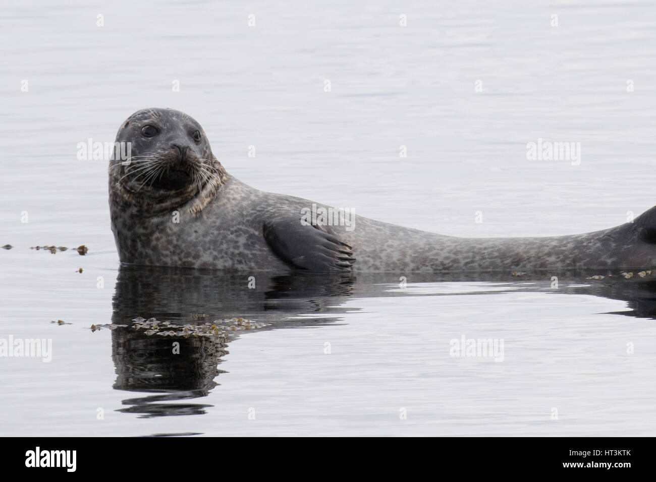 Iceland harbor seal hi-res stock photography and images - Alamy