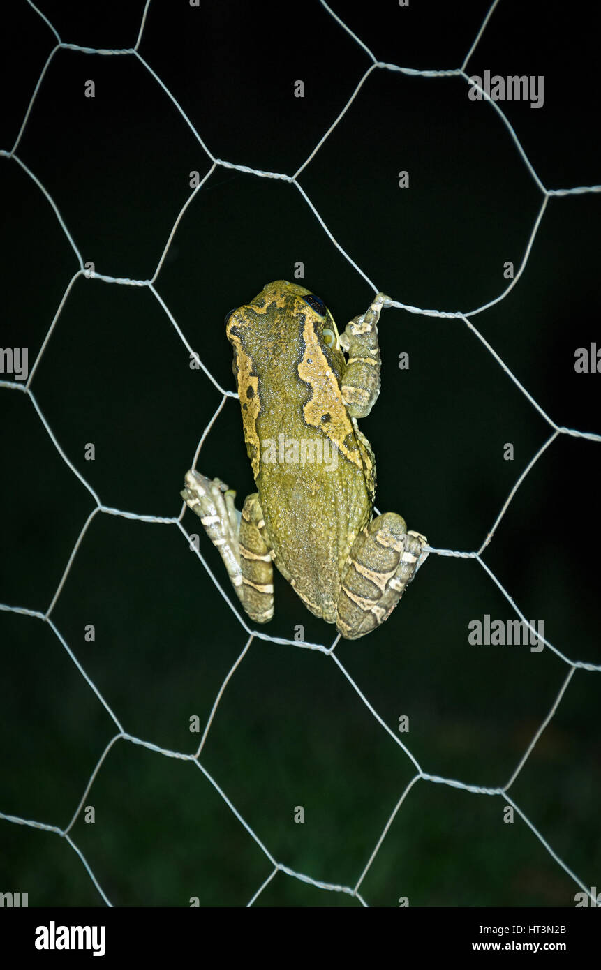 Green frog hanging on a steel wire from a fence. Night scene Stock ...