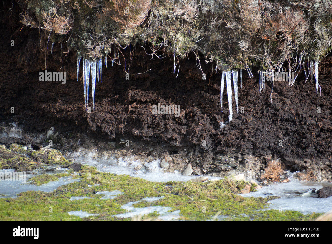 Carrot Icicles in Peat Hags on Frozen Boggy Moorland Above Loch Lednock ...