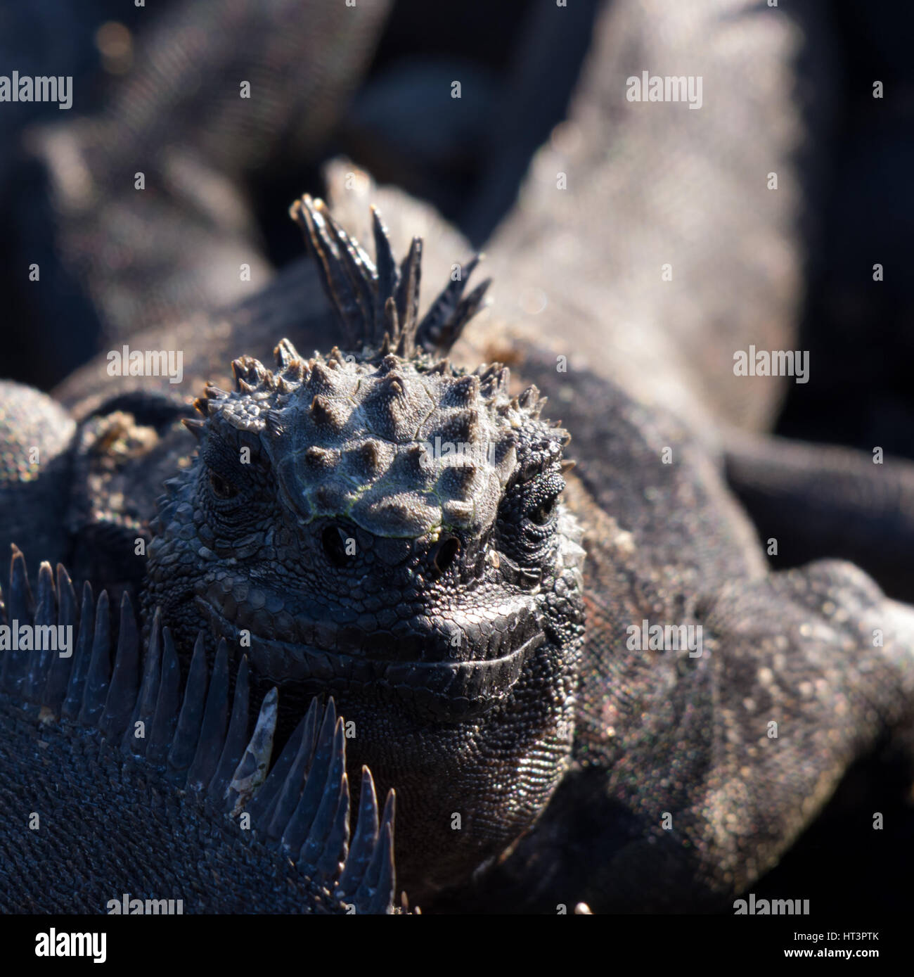 Marine iguana (Amblyrhynchus cristatus) near the ocean in the Galapagos ...