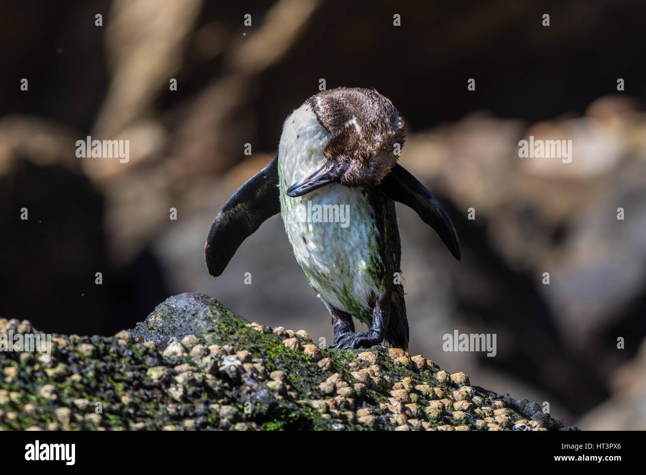 Galapagos Penguin (Spheniscus mendiculus) sunning. The green color on ...