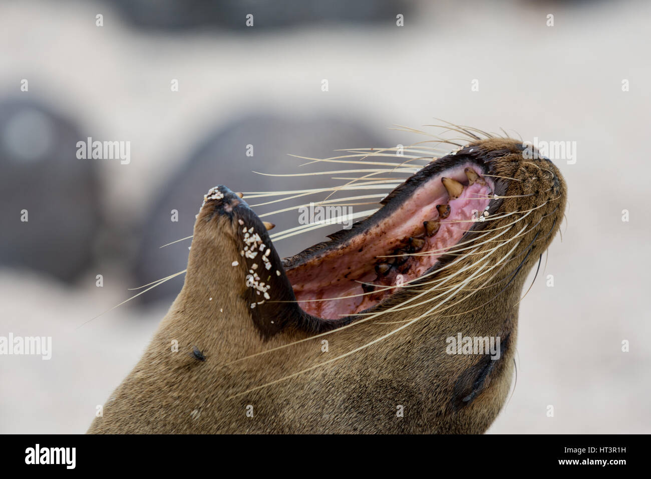 A Galapagos Sea Lion yawning on a beach in the Galapagos Islands Stock ...