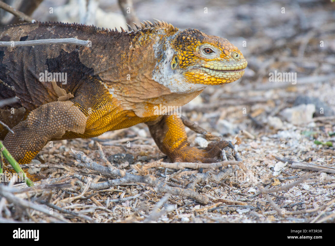 Galapagos land iguana hi-res stock photography and images - Alamy