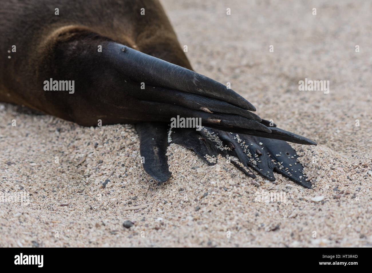 The rear flippers of a Galapagos sea lion lounging on a beach in the ...
