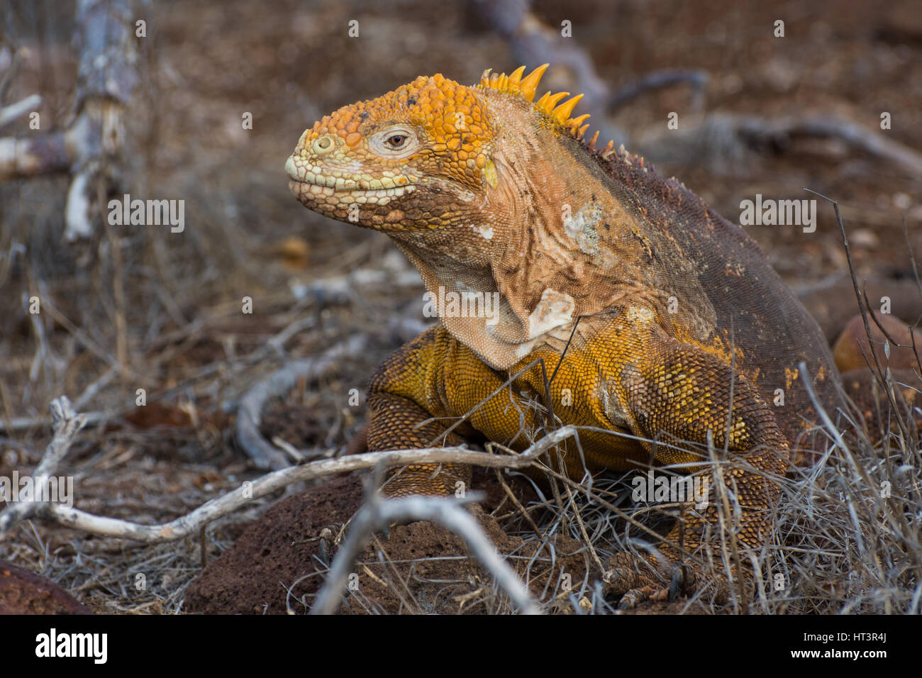 Galapagos Land Iguana (Conolophus subcristatus) in the Galapagos ...