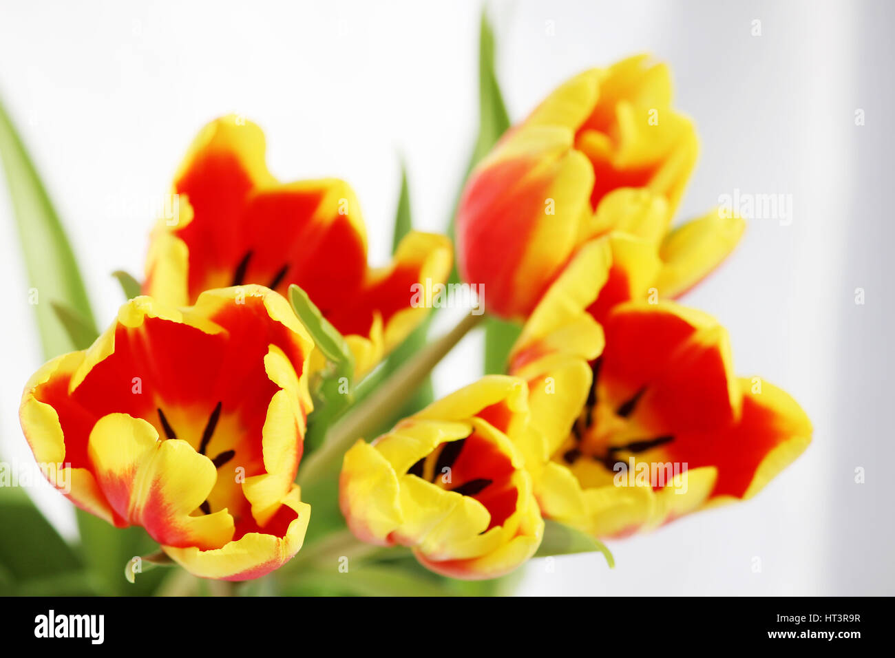 five red tulips Tulipa with yellow stripes on a white background Stock ...