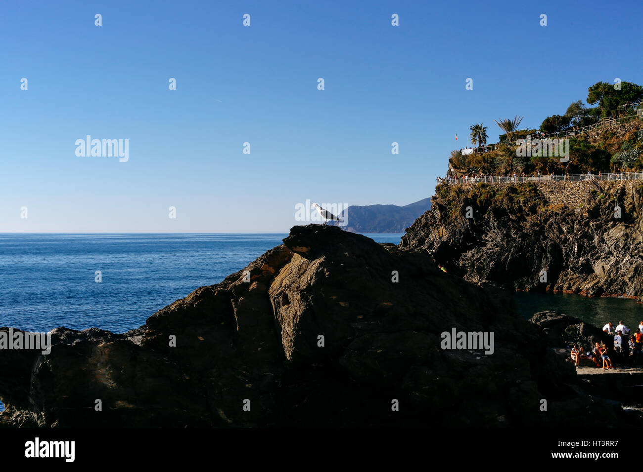Singing seagull on top of the rock in Manarola, Cinque Terre. Cinque ...