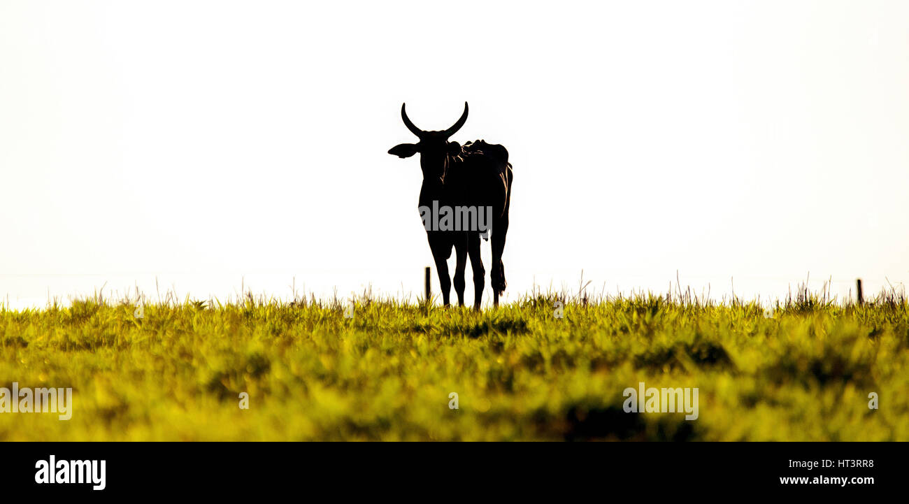 Silhouette of ox in open field. Ox with horns on a backlit photo Stock ...