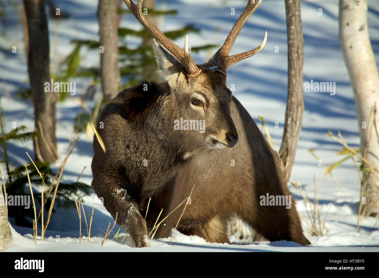 Sika deer buck hi-res stock photography and images - Alamy