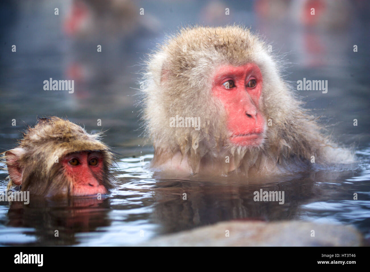 Japanese macaques, or snow monkeys, in hot springs at Jigokudani NP ...