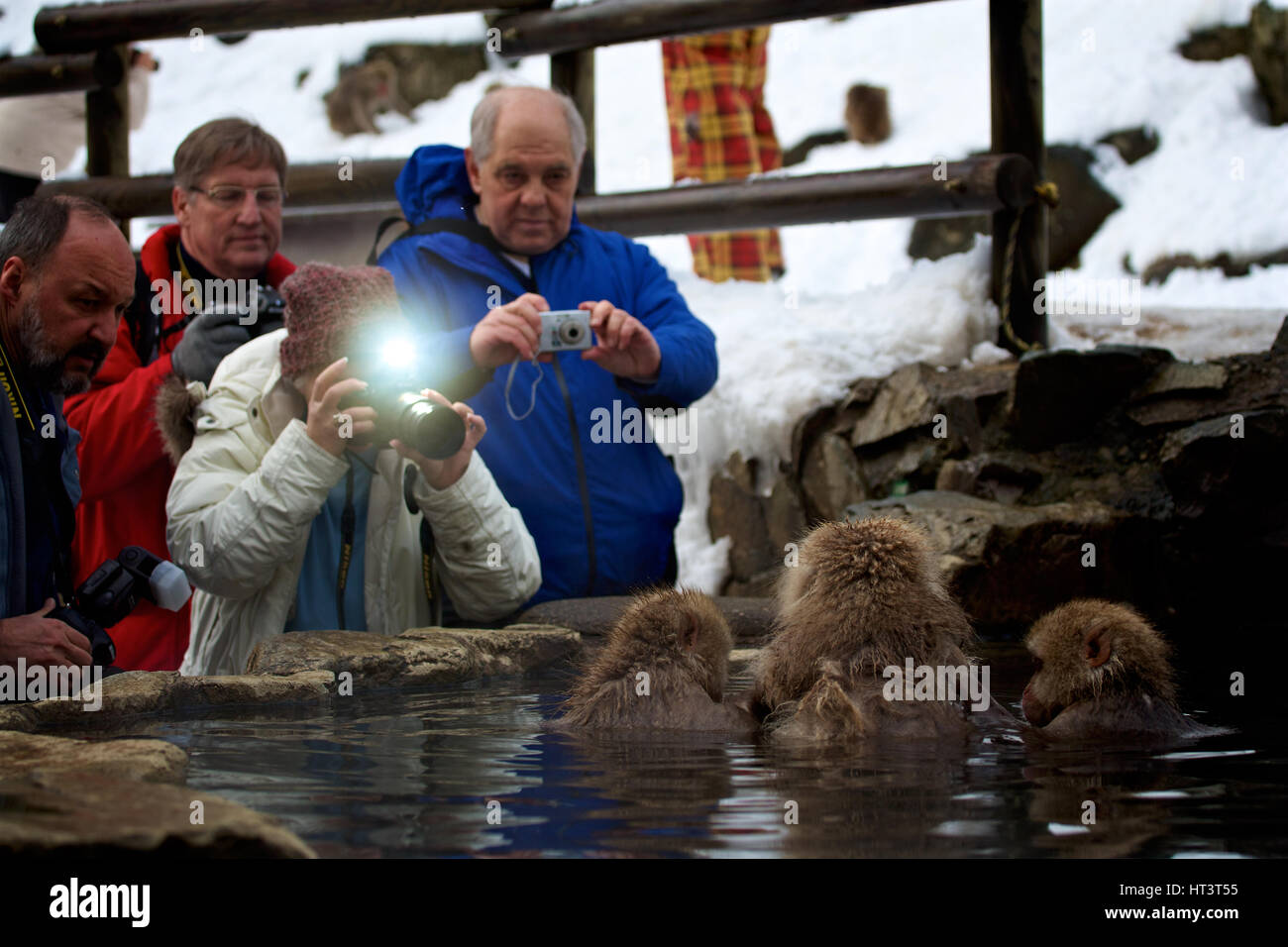 Tourists photographing Japanese macaques, or snow monkeys, in hot ...