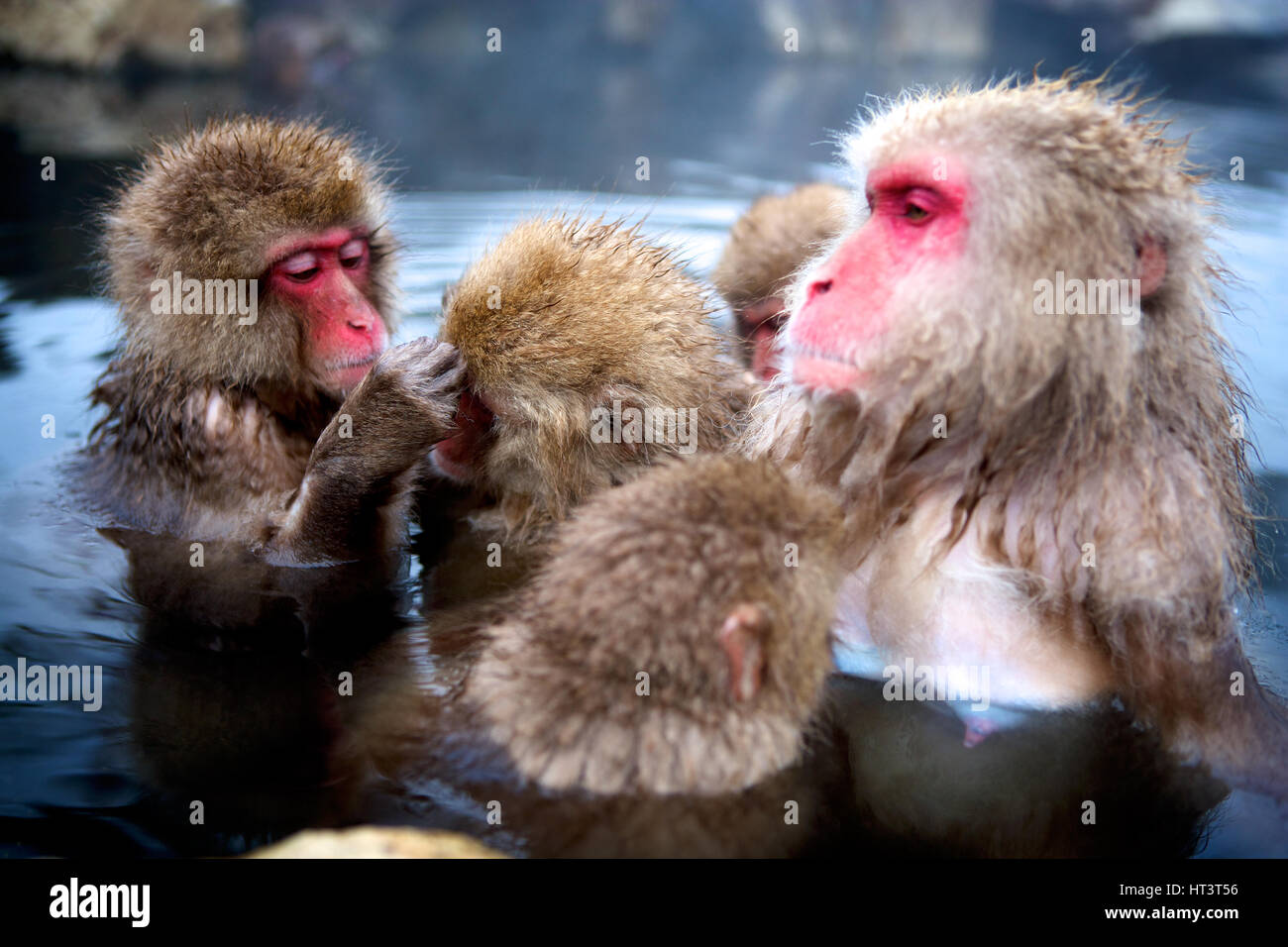 Japanese snow monkeys in japan hi-res stock photography and images - Alamy