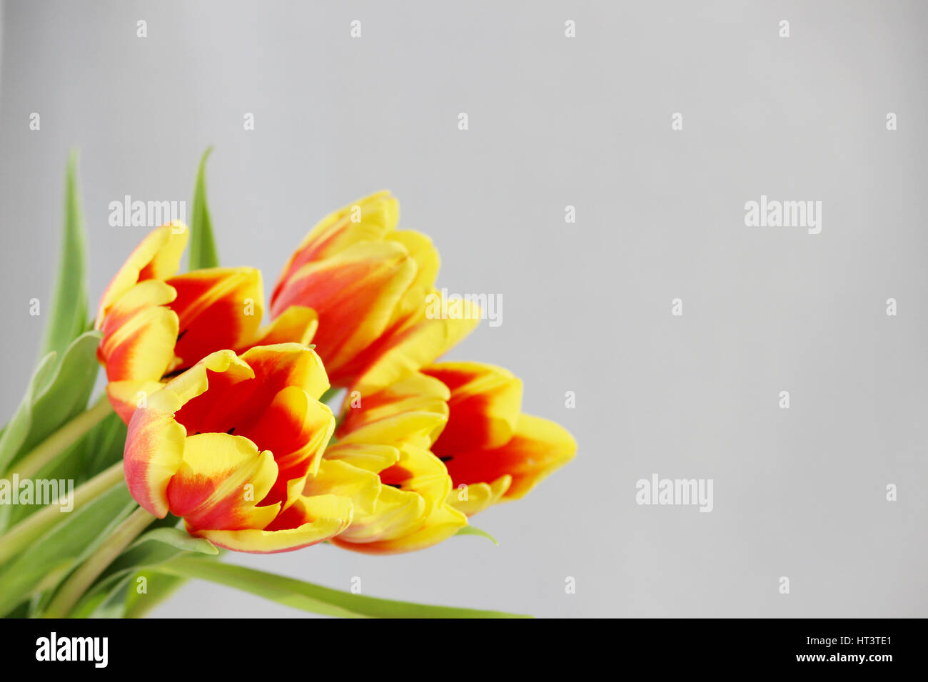 five red tulips Tulipa with yellow stripes on a white background Stock ...