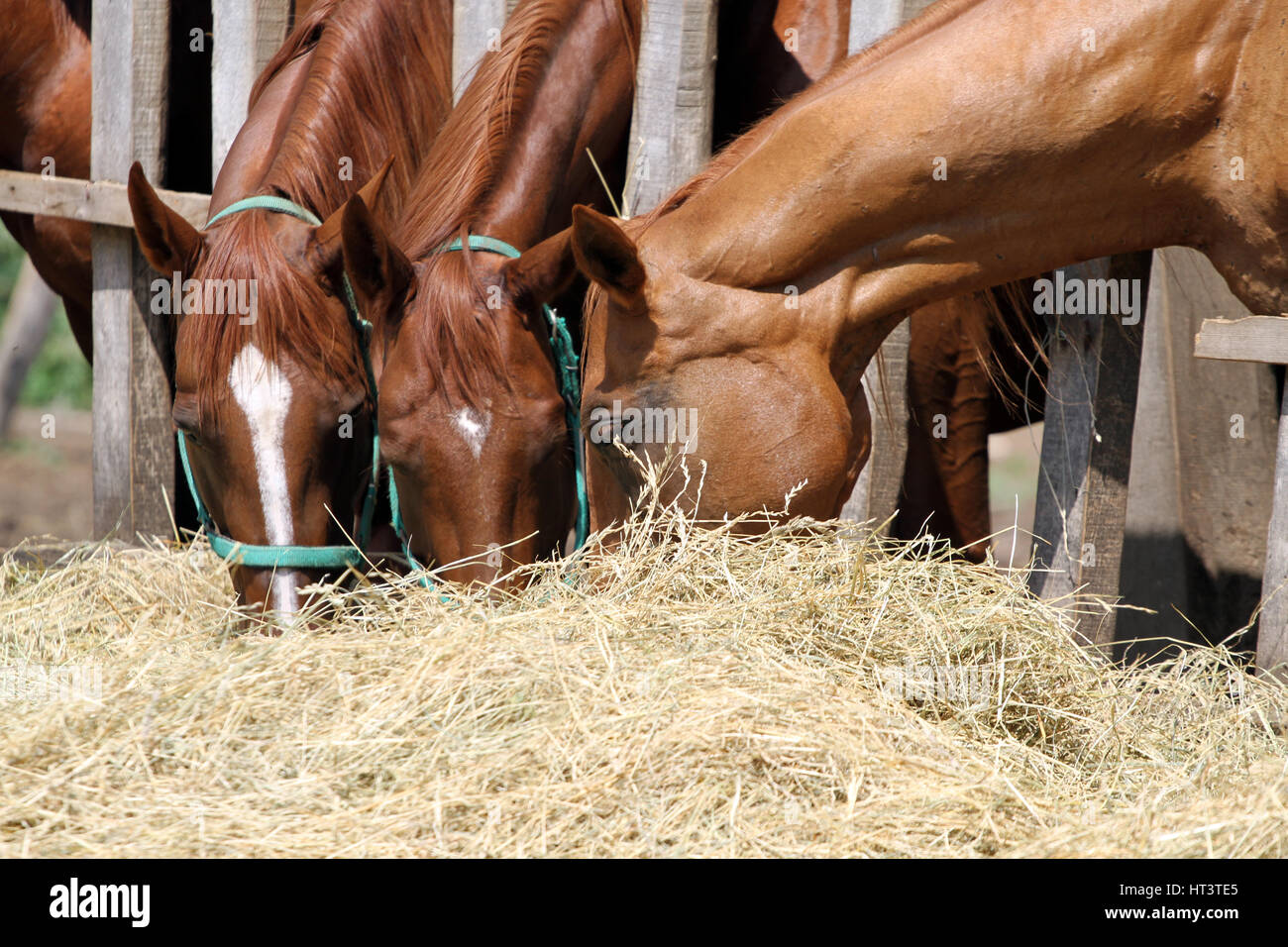 Foal chewing hay hi-res stock photography and images - Alamy