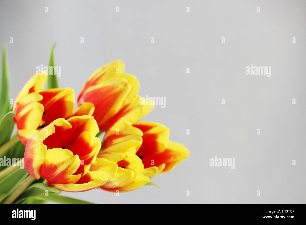 five red tulips Tulipa with yellow stripes on a white background Stock ...