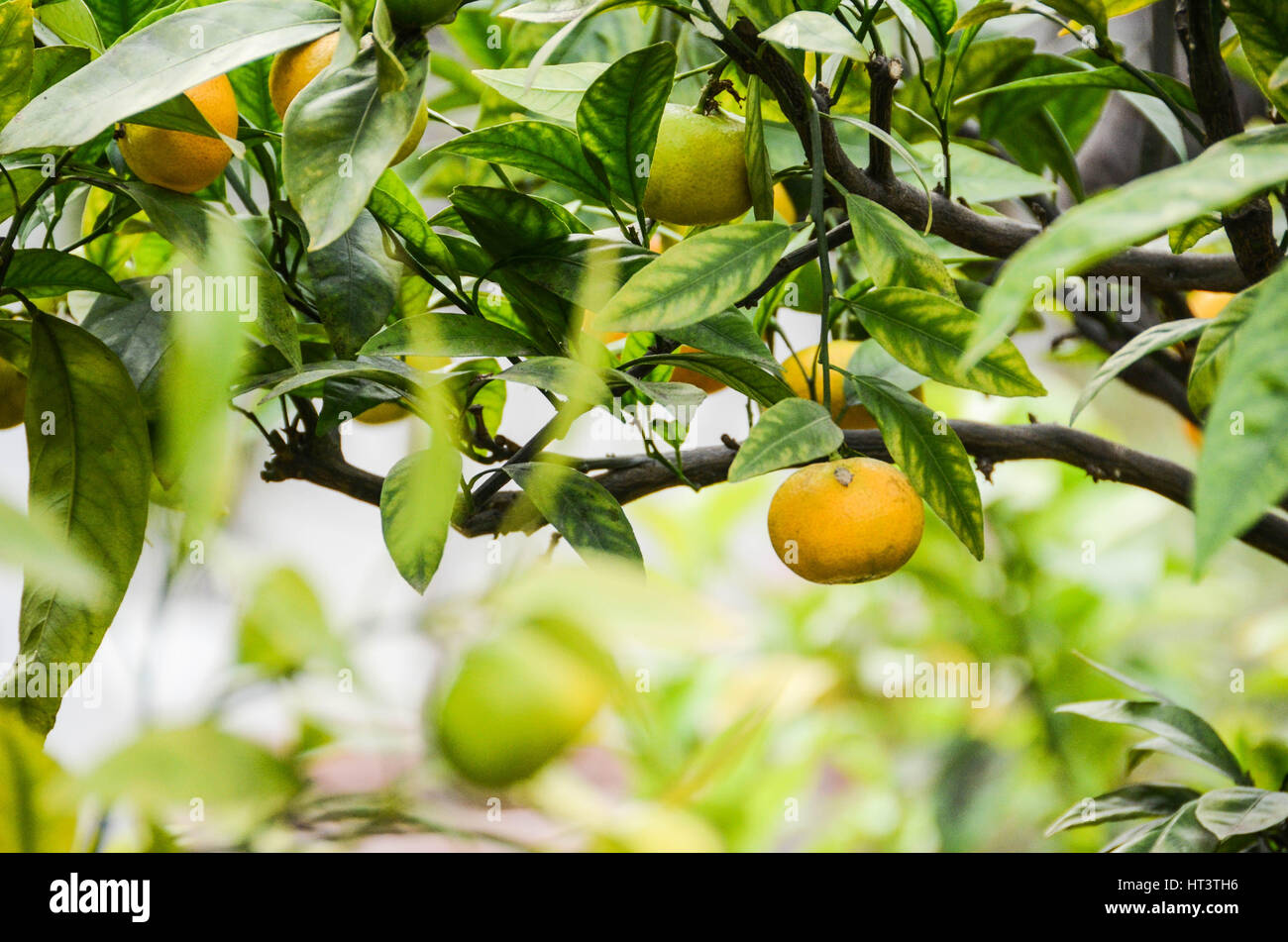 Harvest project hi-res stock photography and images - Alamy