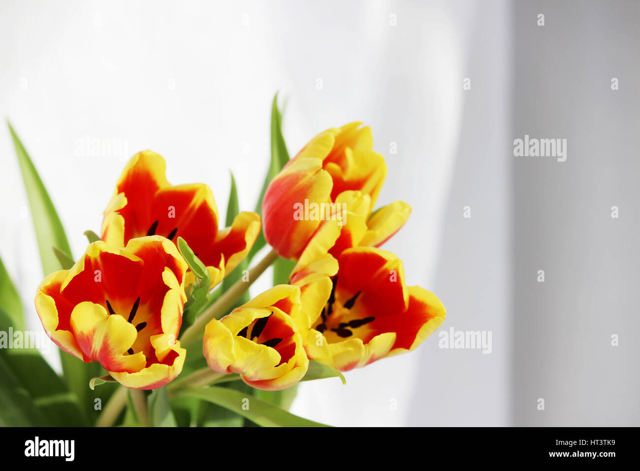 five red tulips Tulipa with yellow stripes on a white background Stock ...